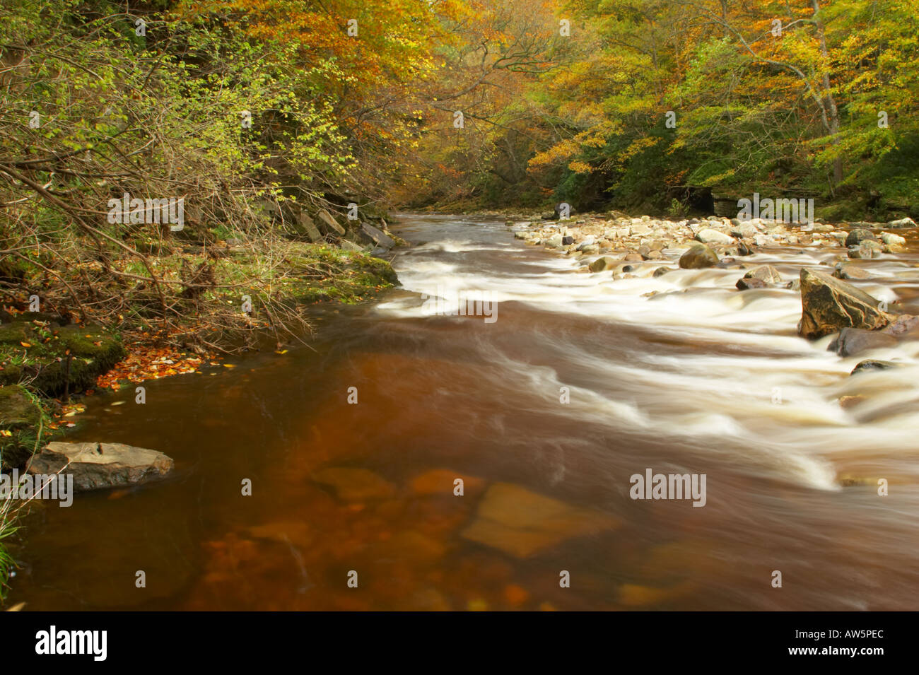 ENGLAND Northumberland Allen Banks The River Allen running through the ...