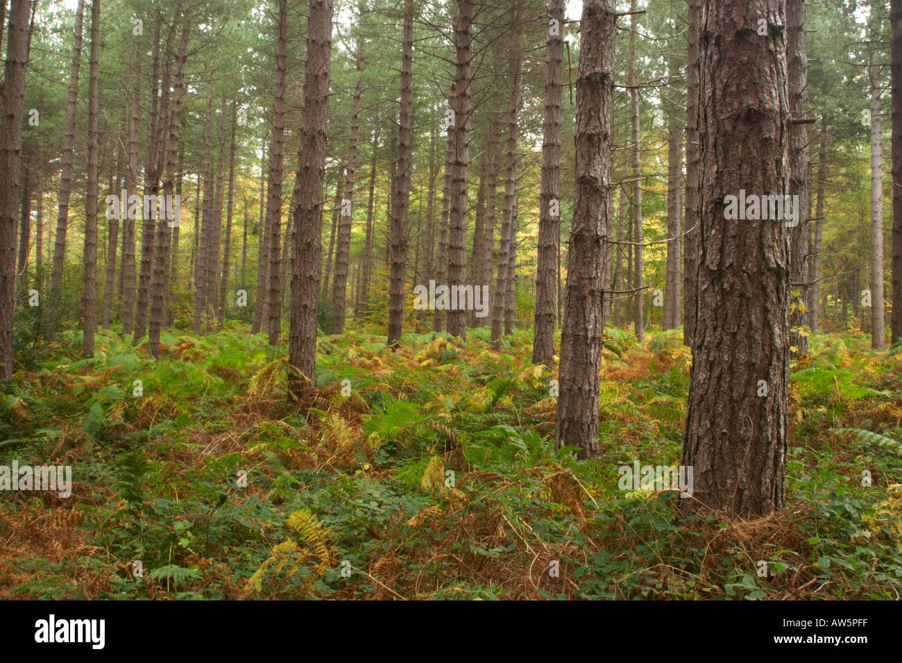 Chopwell hi-res stock photography and images - Alamy
