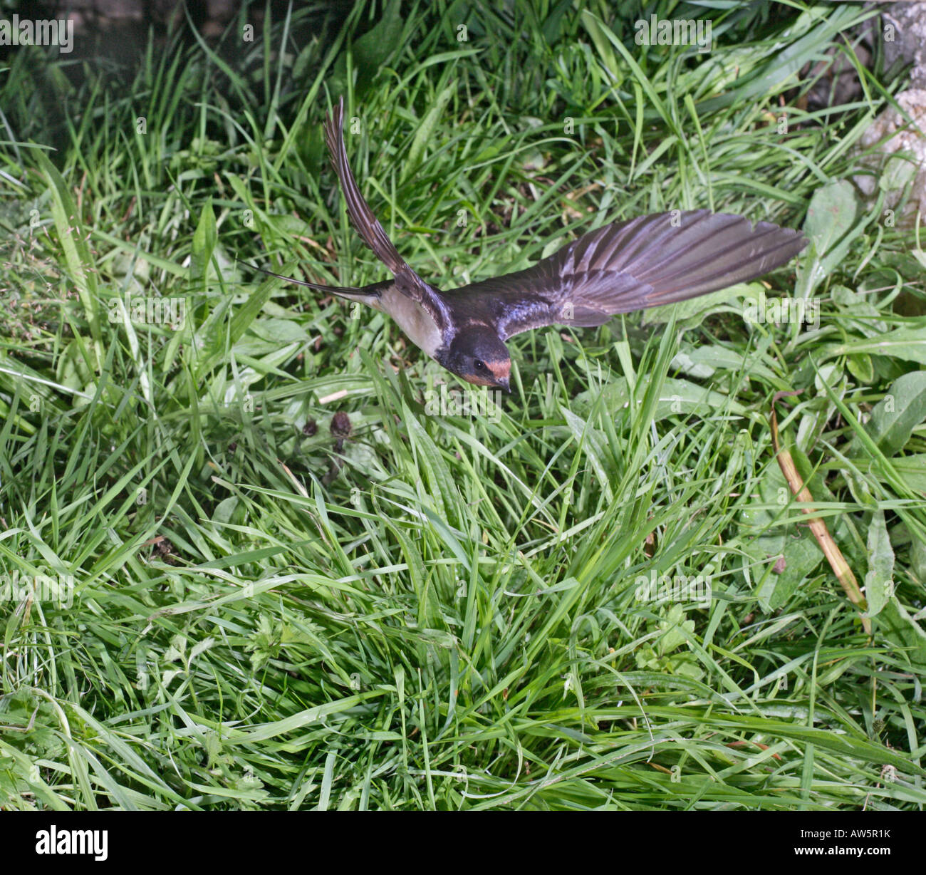 Swallow flying low hi-res stock photography and images - Alamy