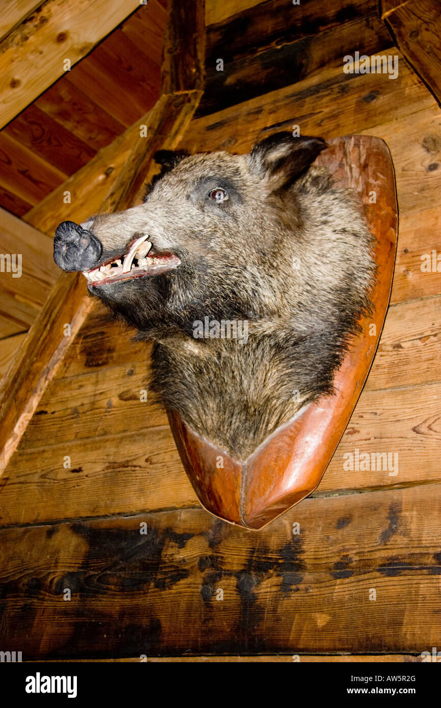 Boars head trophy alpine chalet Stock Photo - Alamy