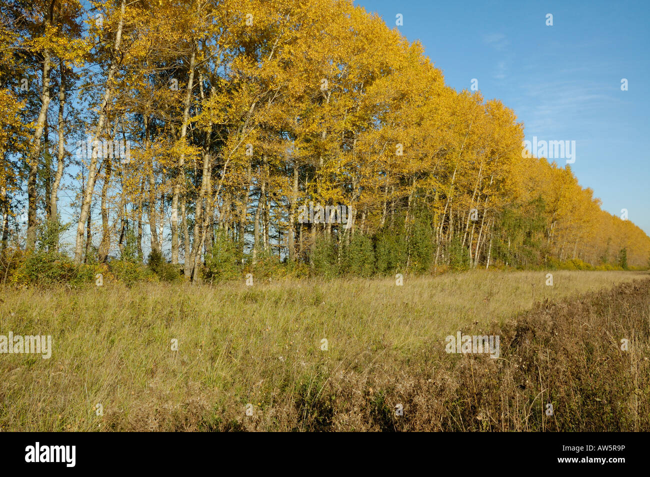 Autumn trees in Russia Stock Photo - Alamy