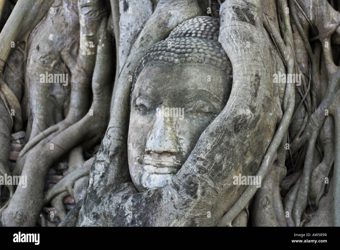 The head of a Buddha trapped in the roots of a bodhi tree grows Wat ...