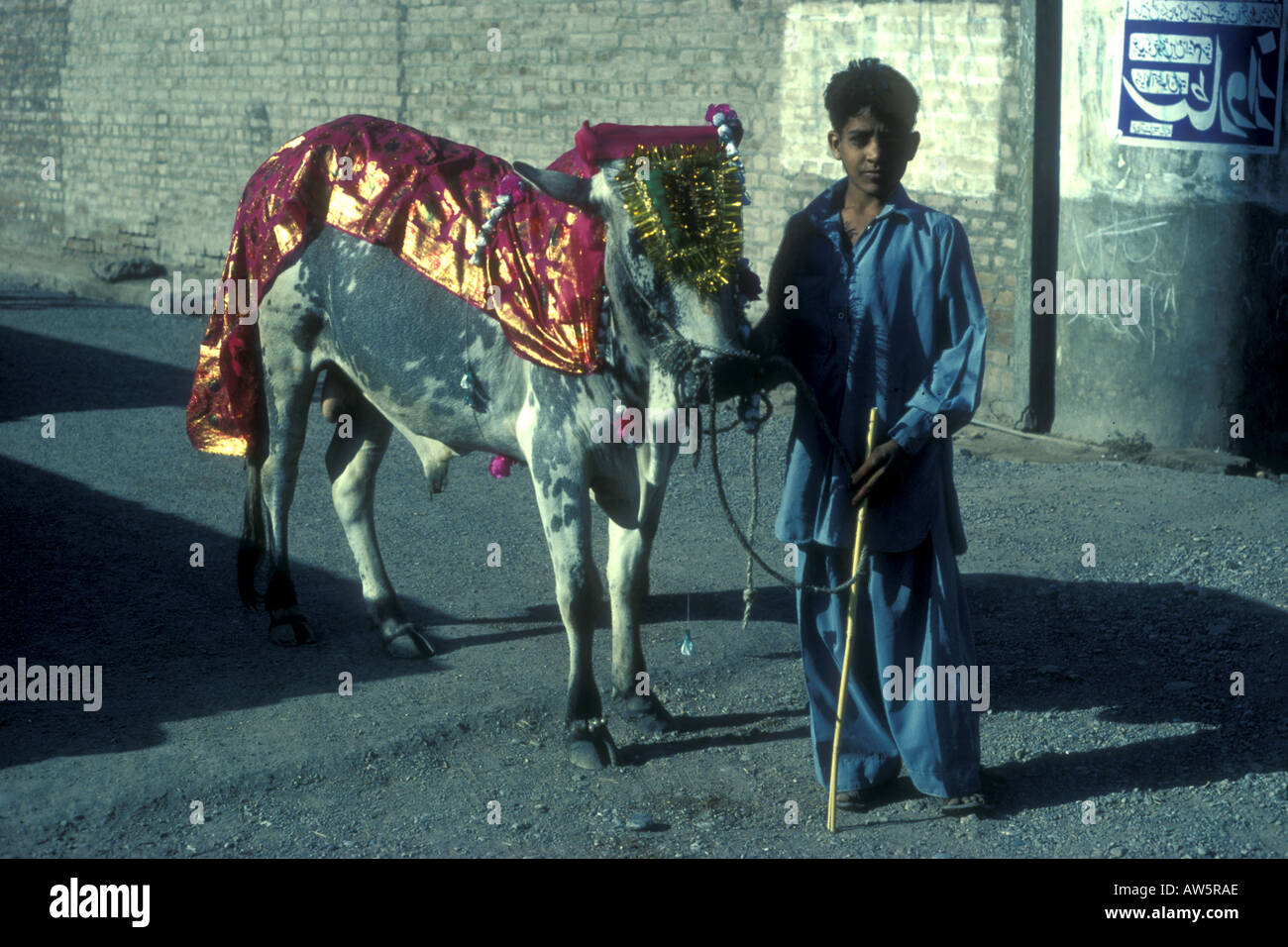 Bull sacrifice hi-res stock photography and images - Alamy