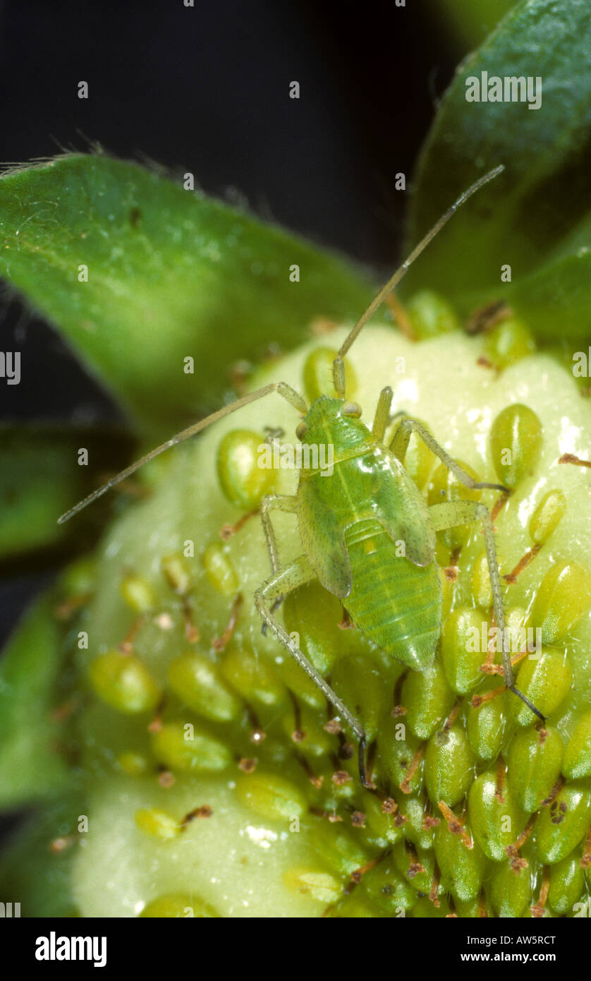 Potato capsid Calocoris norvegicus nymph on immature strawberry fruit ...