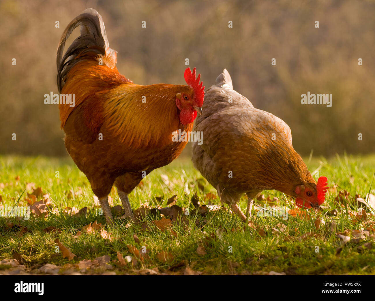 Cock and hen Stock Photo - Alamy