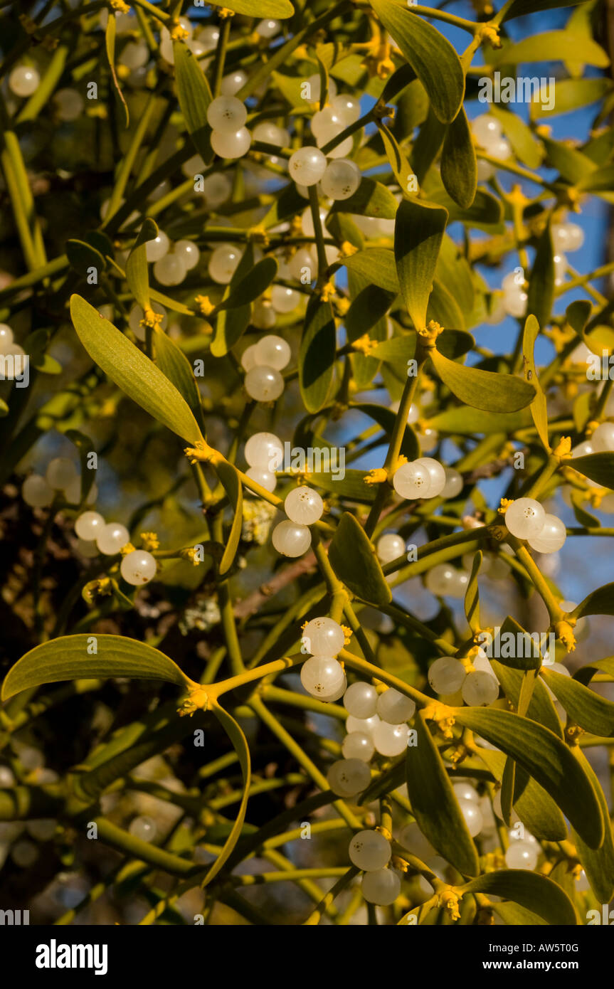 Mistletoe berry hi-res stock photography and images - Alamy
