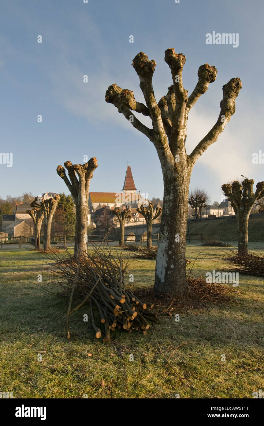 Pollarded Tilleul trees, France Stock Photo - Alamy