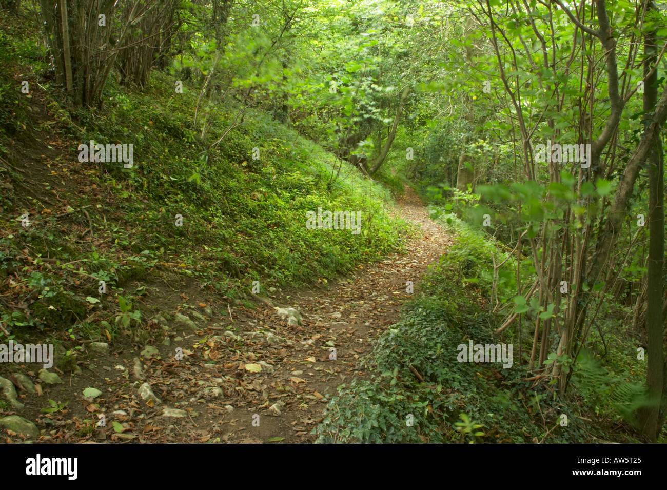 England, Shropshire, Wenlock Edge. Path running through woodland in ...