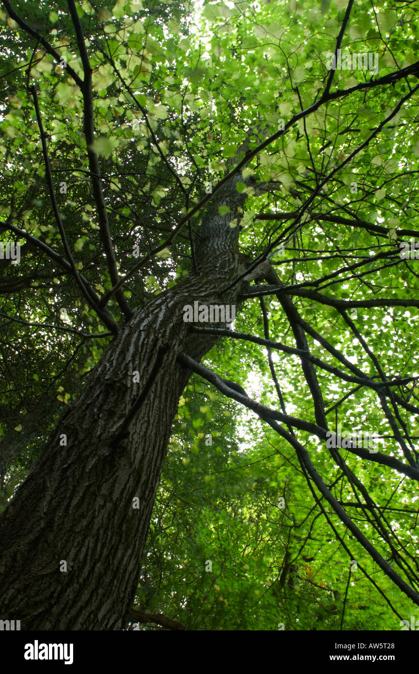 England, Shropshire, Wenlock Edge. Tree growing in woodland in this ...