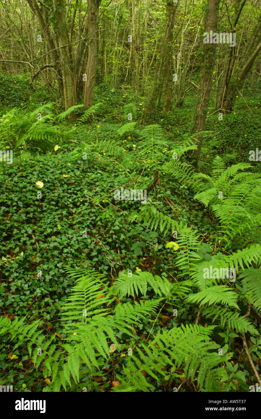 England, Shropshire, Wenlock Edge. Native ferns growing in woodland in ...