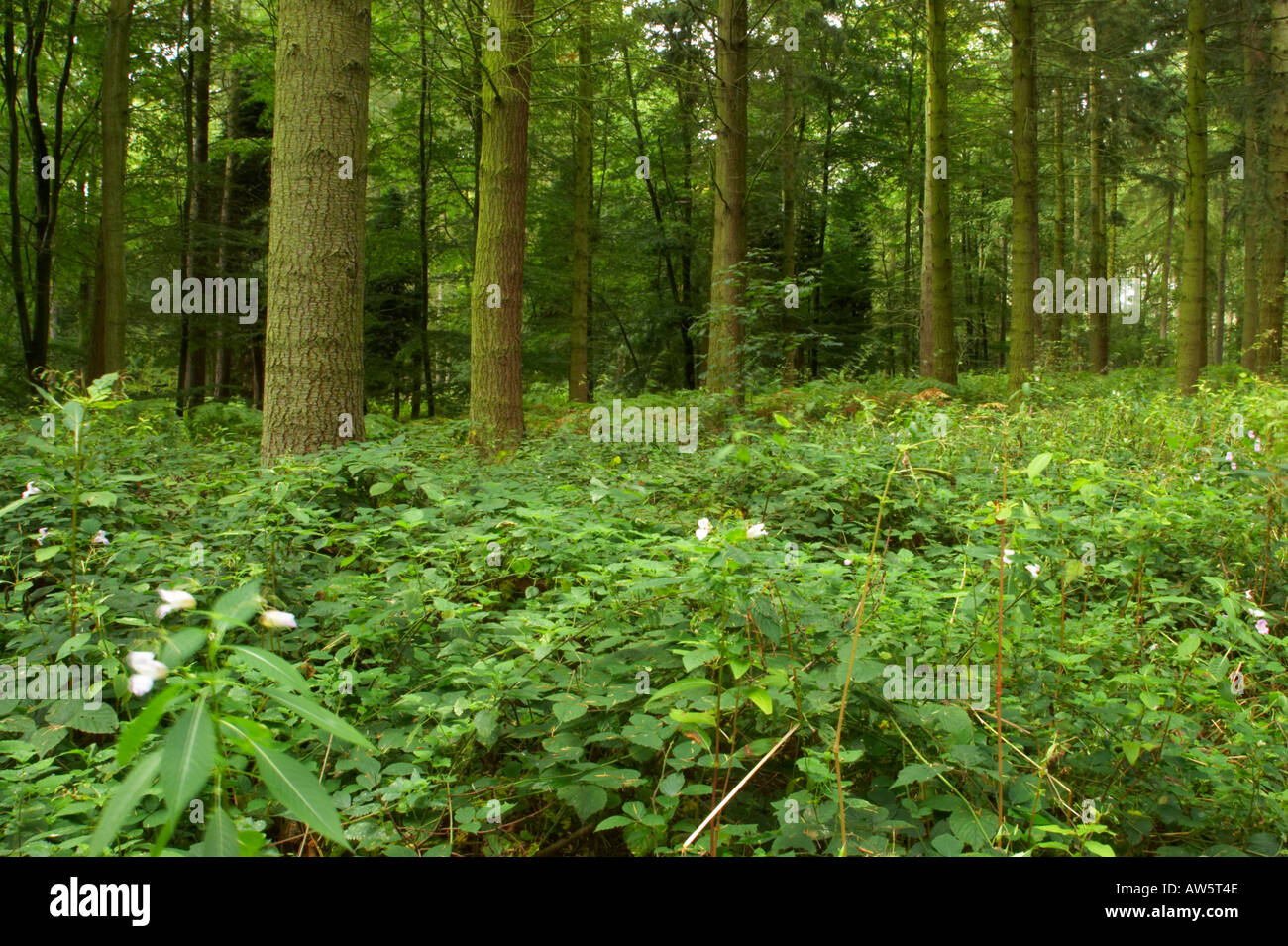 England, Staffordshire, Kinver. Forestry commission woodland near ...