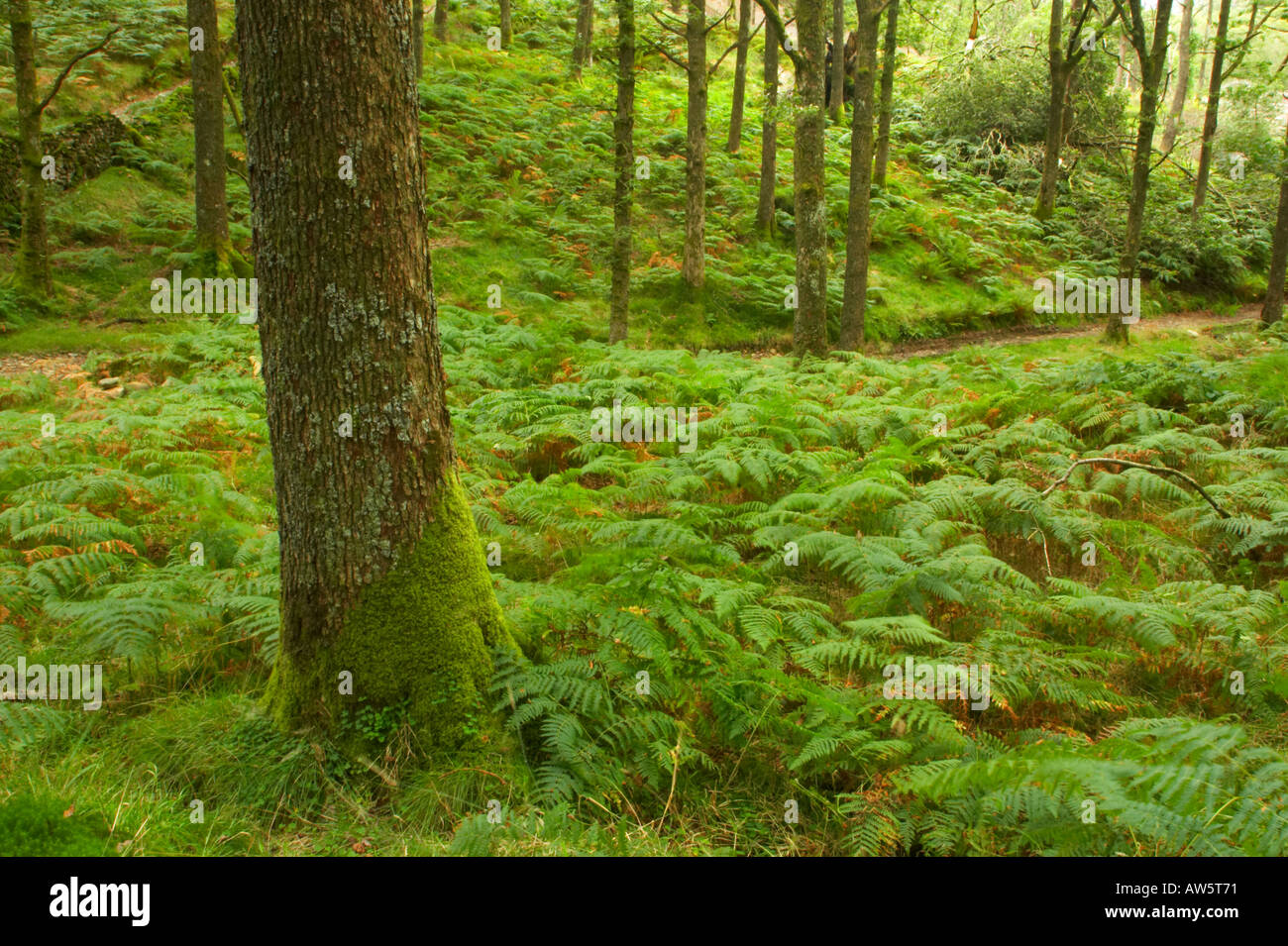 England, Cumbria, Lake District National Park. The summer colours of ...