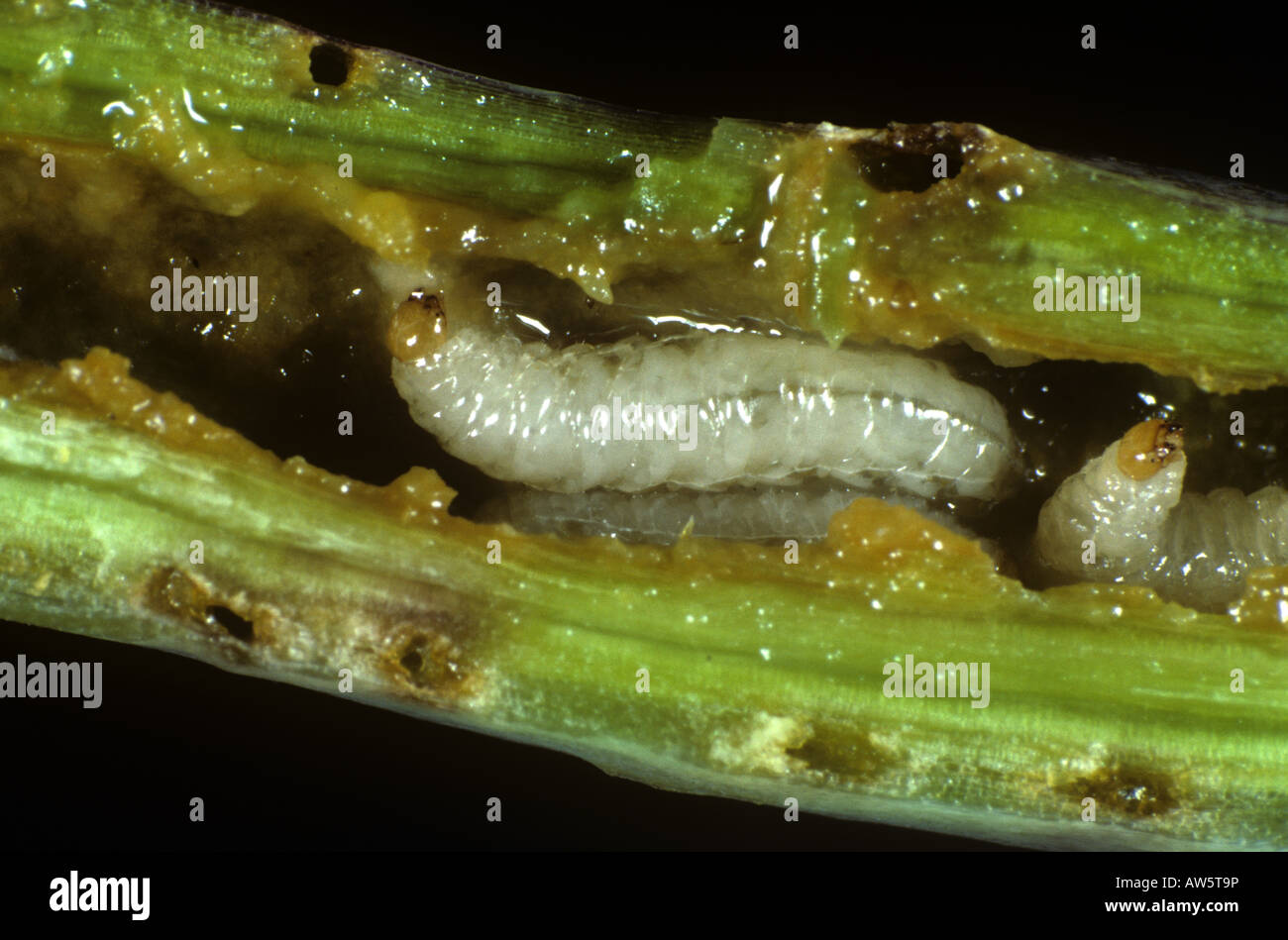 Cabbage stem weevil Ceutorhynchus quadridens larvae in an oilseed rape ...