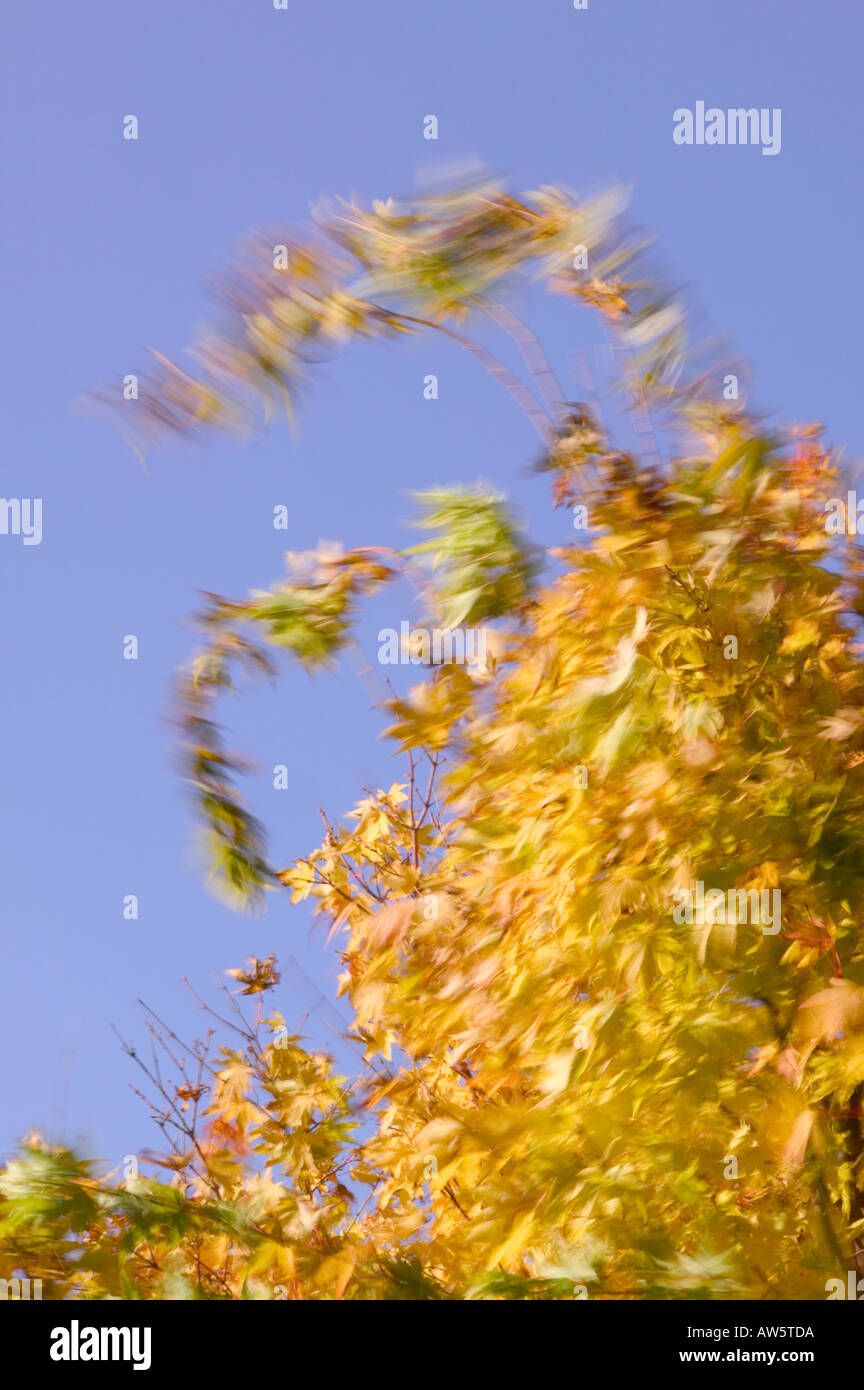 Tree branch leaves blowing in hi-res stock photography and images - Alamy
