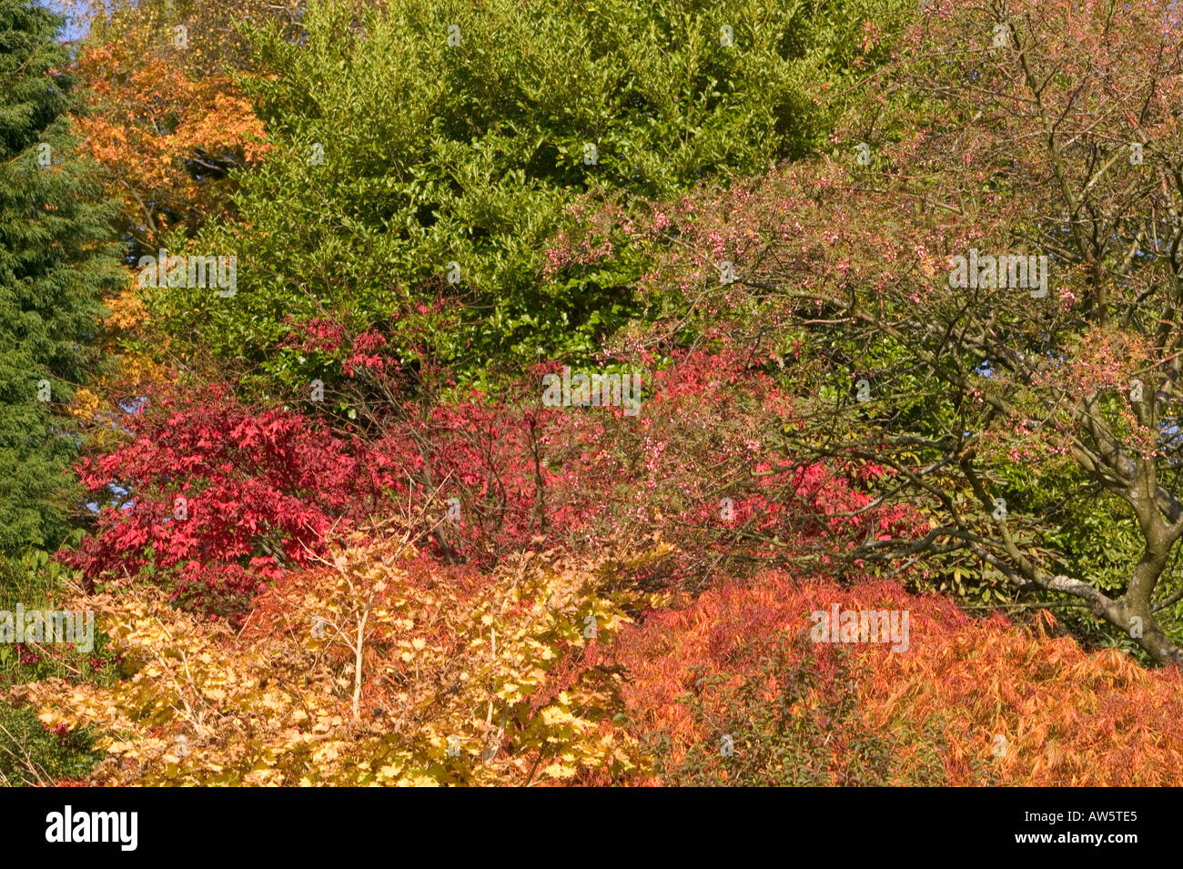 Autumn foliage in holehird gardens, Windermere, Lake district, UK Stock ...