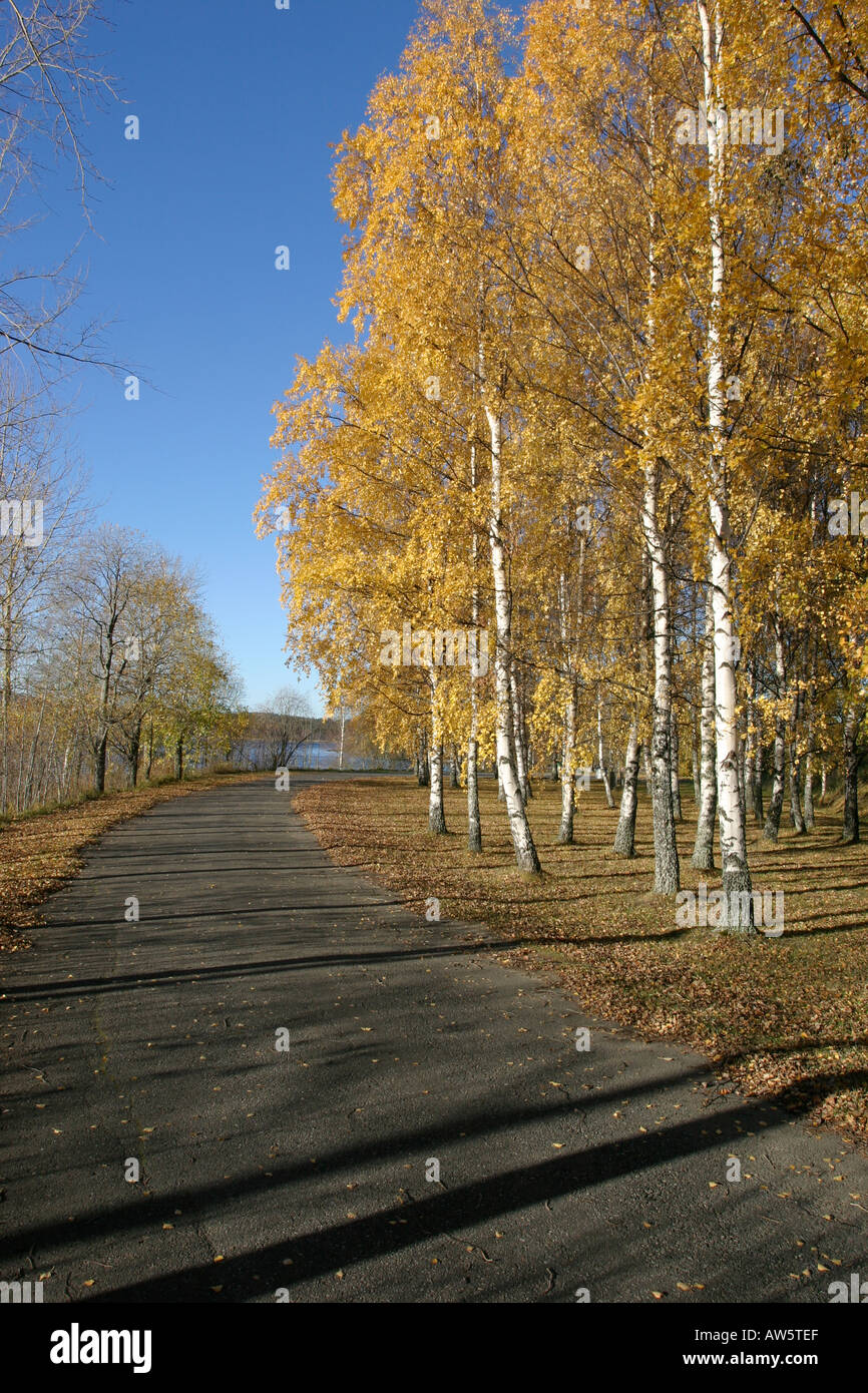 fall foliage of birches Stock Photo - Alamy