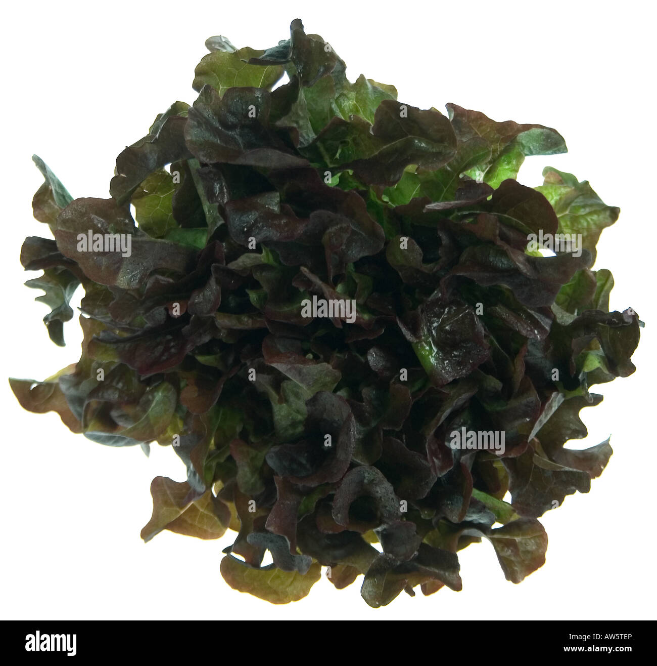 Red Oakleaf salad wholehead on white background Stock Photo - Alamy