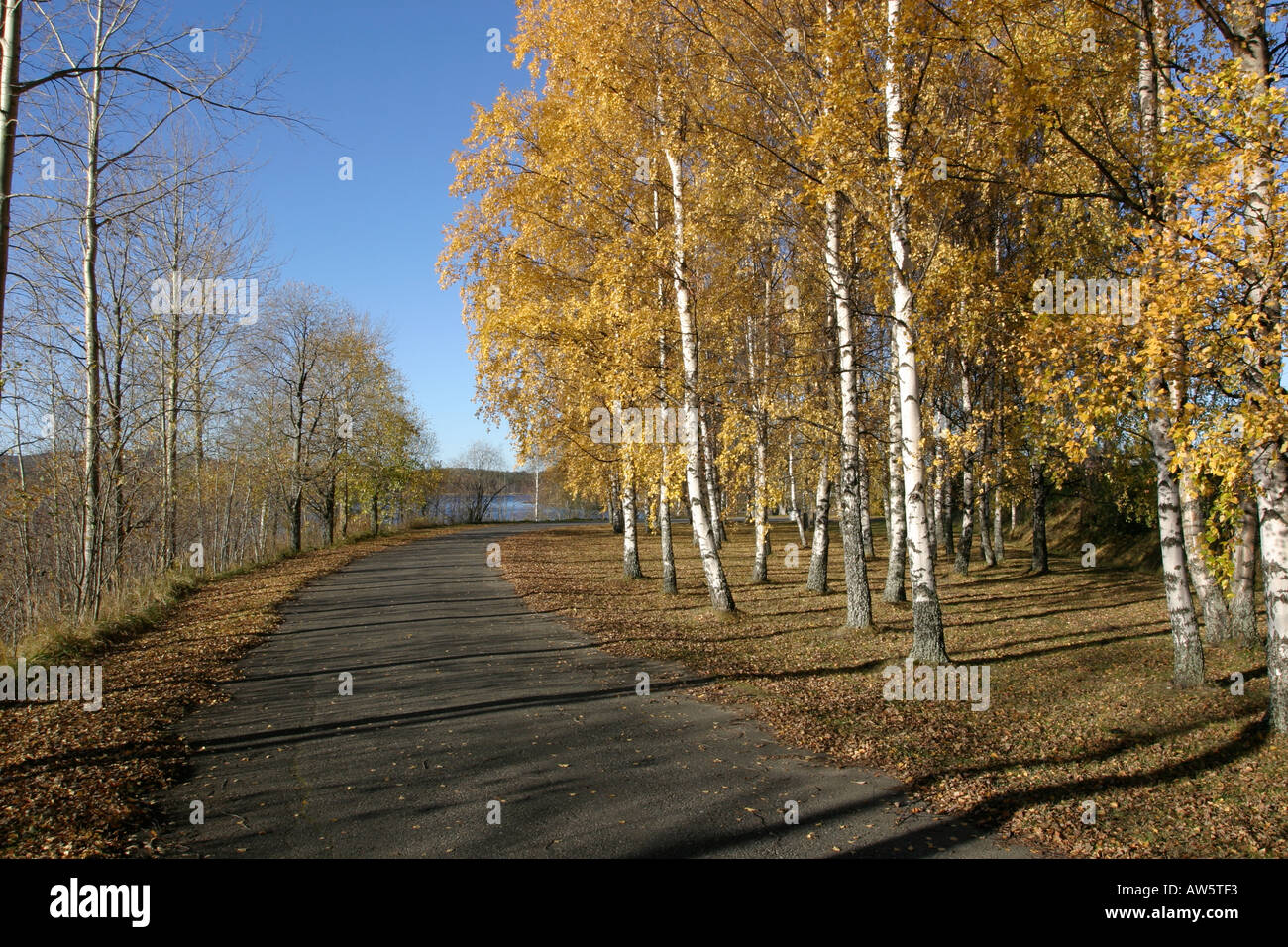 fall foliage of birches Stock Photo - Alamy