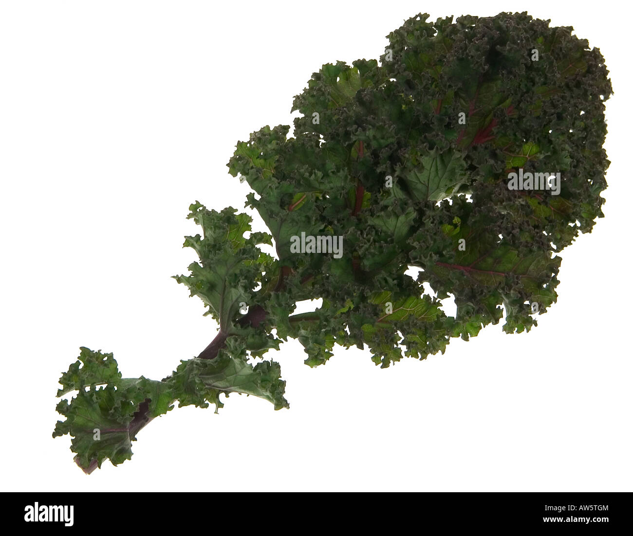 Spinach, chard, and kale Cut Out Stock Images & Pictures - Alamy