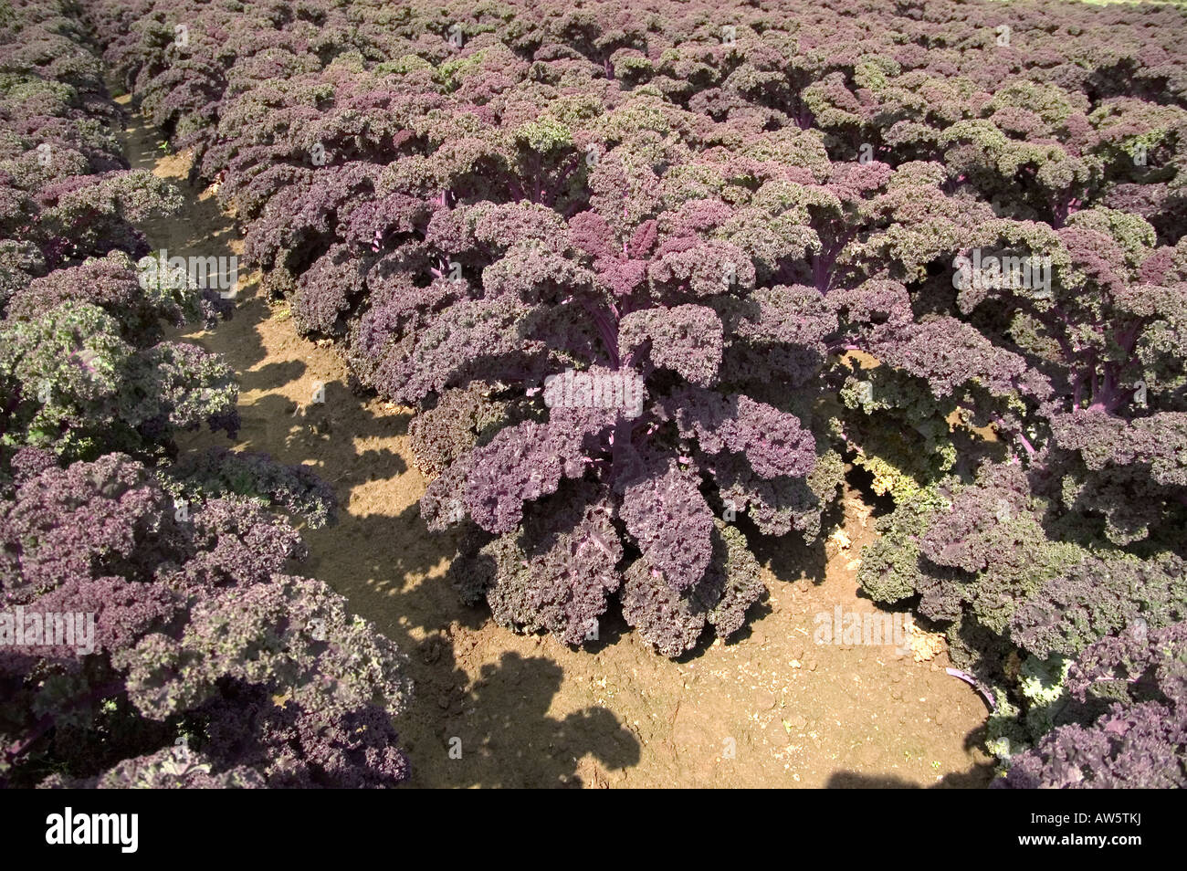 Red Kale leaves growing in field Stock Photo - Alamy