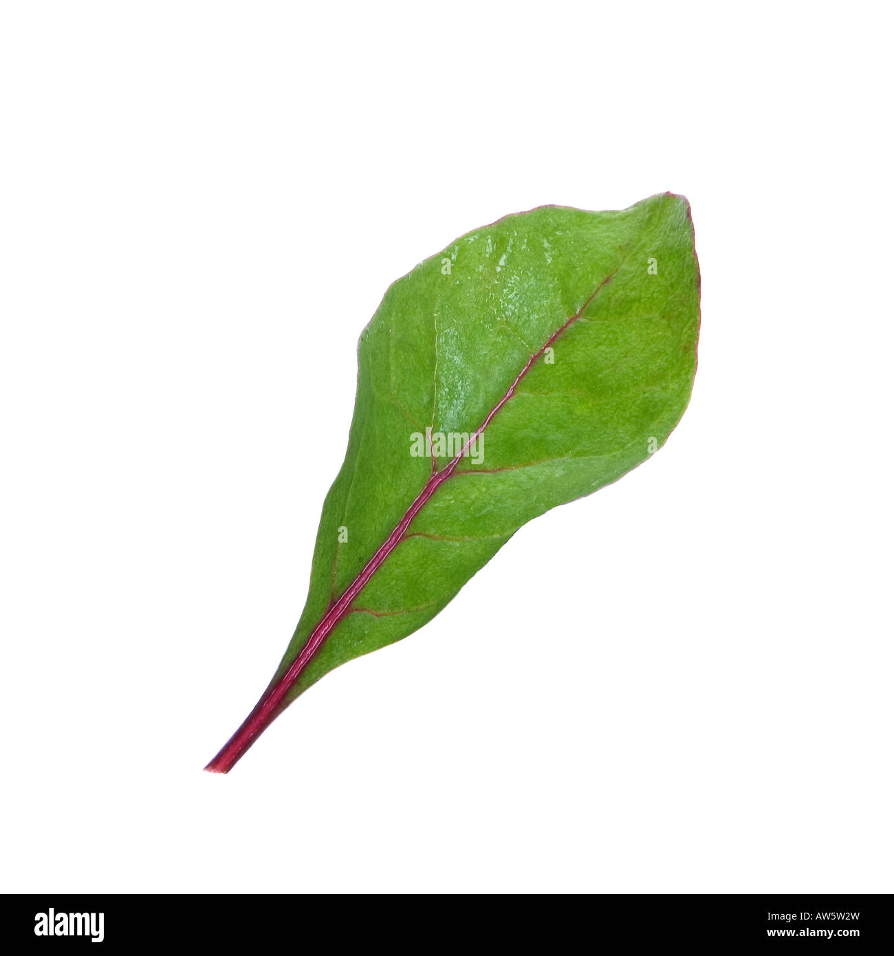 Red Chard salad leaf on white background Stock Photo - Alamy