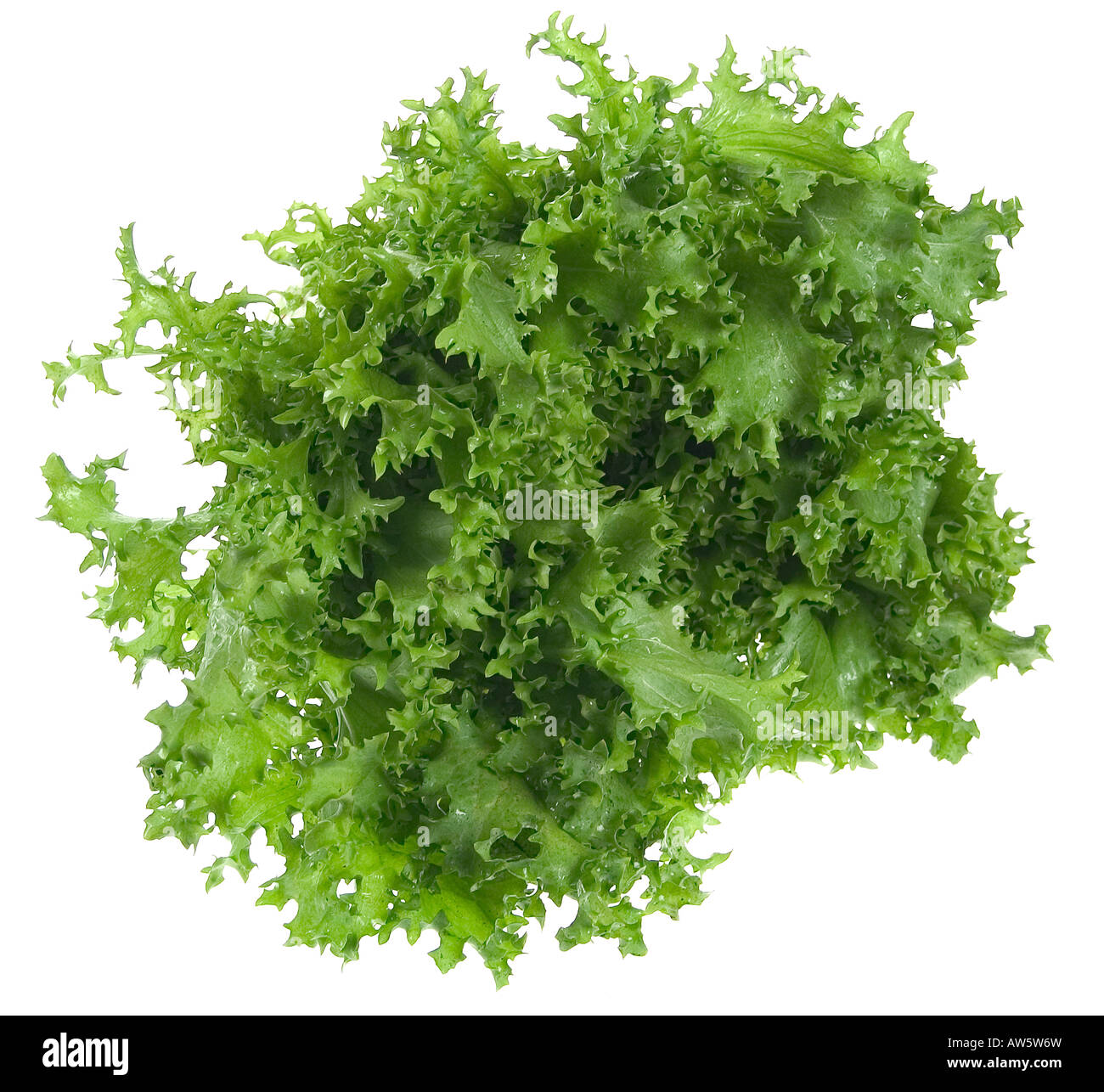 endive frisee lettuce on white background Stock Photo - Alamy