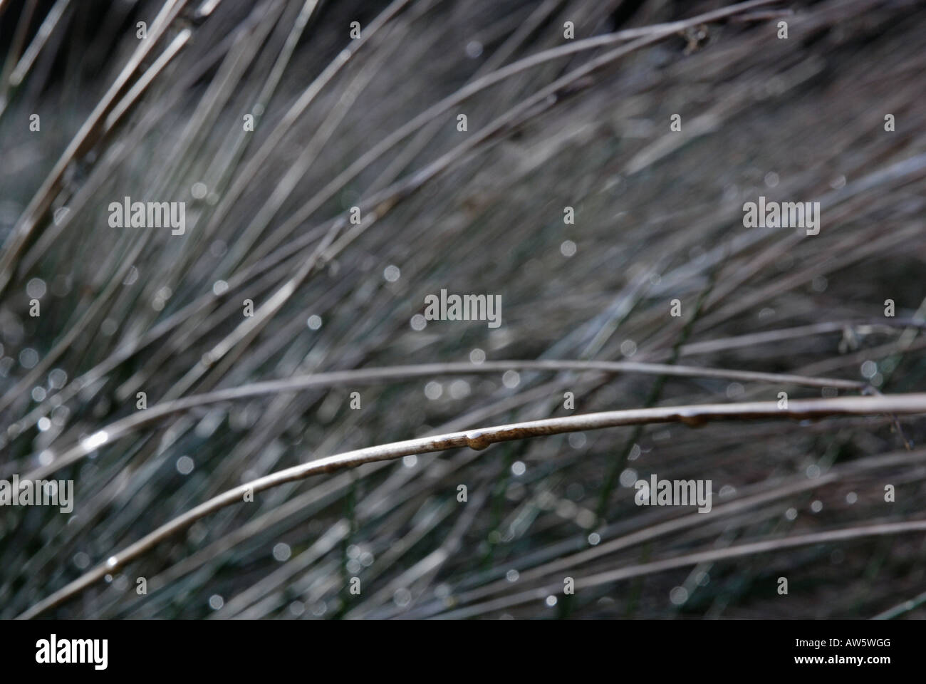 Rushes hi-res stock photography and images - Alamy