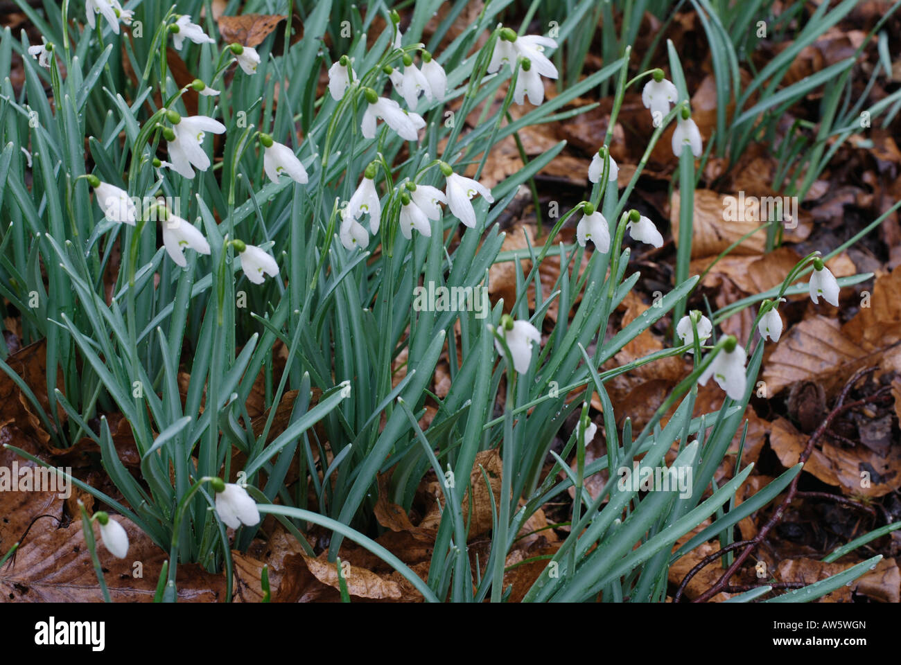 Snow drop snow hi-res stock photography and images - Alamy