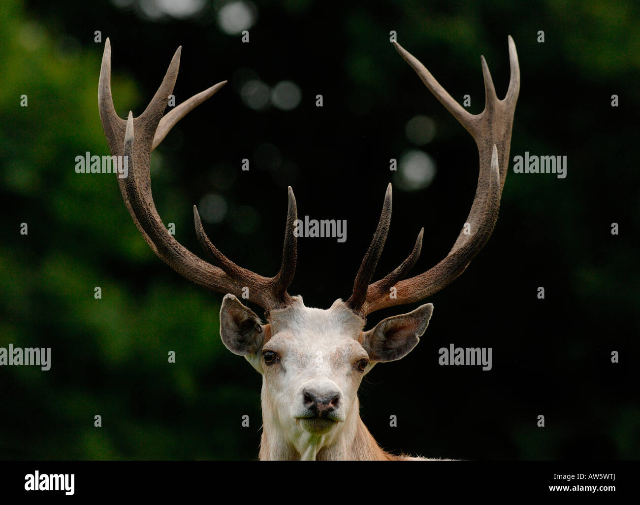 Weather and seasons wildlife hi-res stock photography and images - Alamy