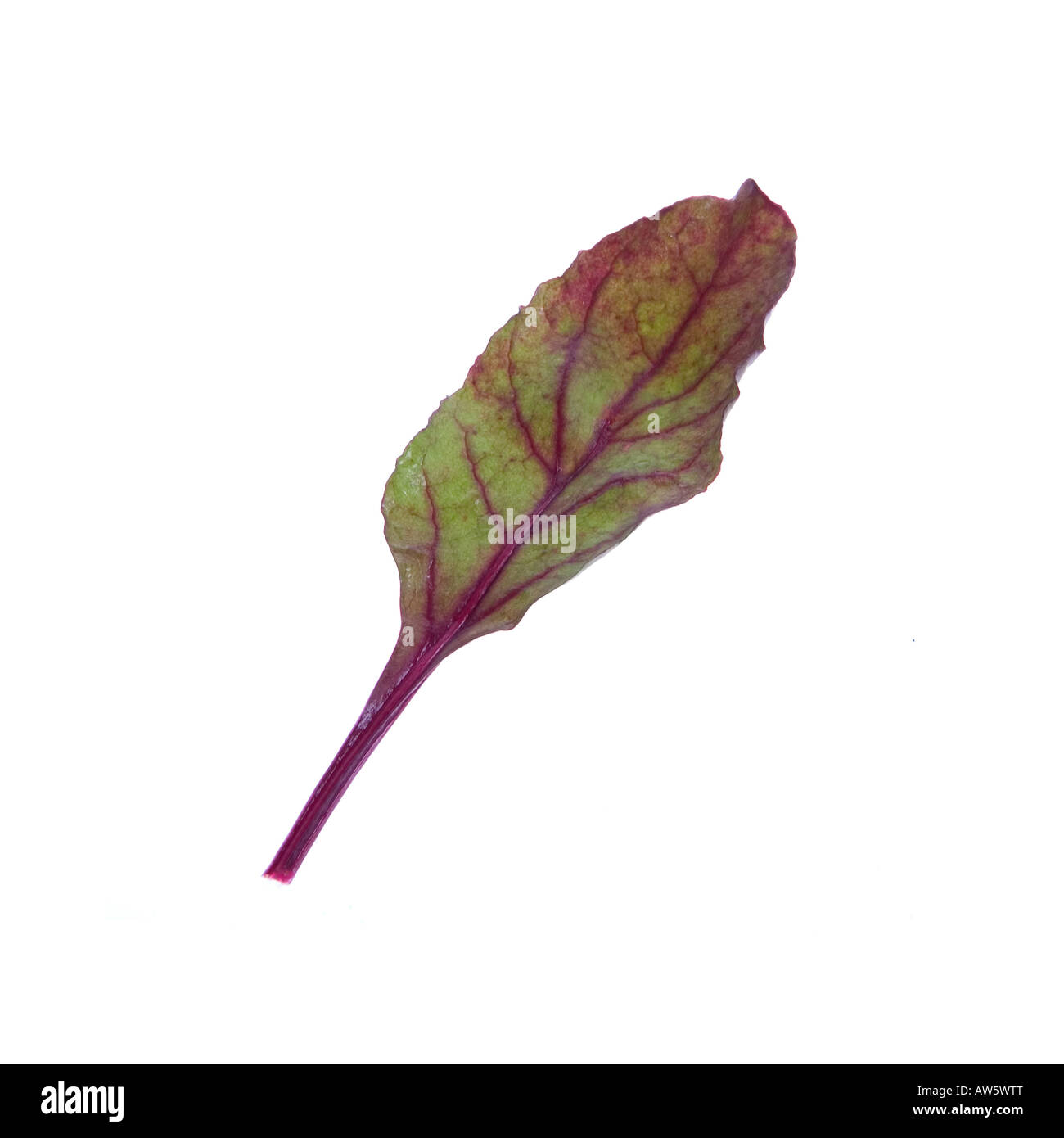 Baby leaf bulls blood hi-res stock photography and images - Alamy