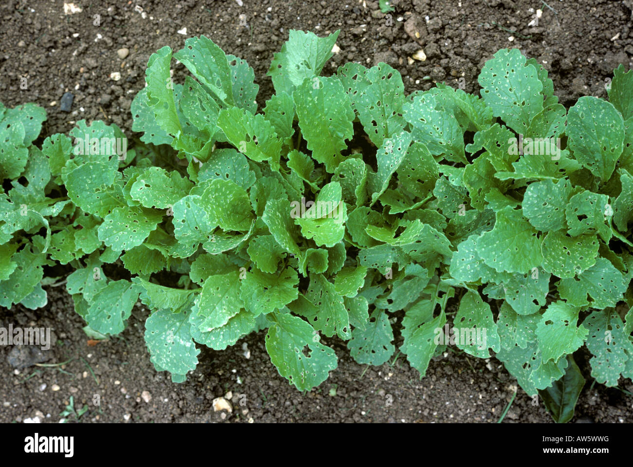 Radish garden pest hi-res stock photography and images - Alamy