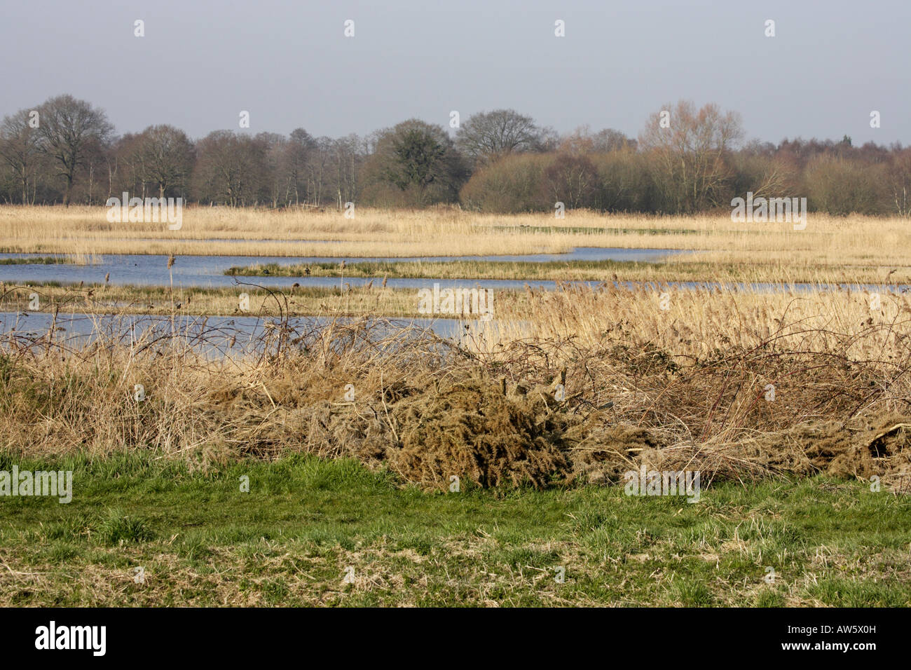 Reed Beds on the Somerset Levels Stock Photo - Alamy