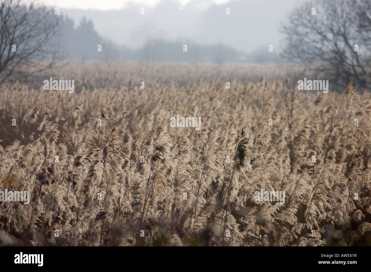 Reed beds hi-res stock photography and images - Alamy