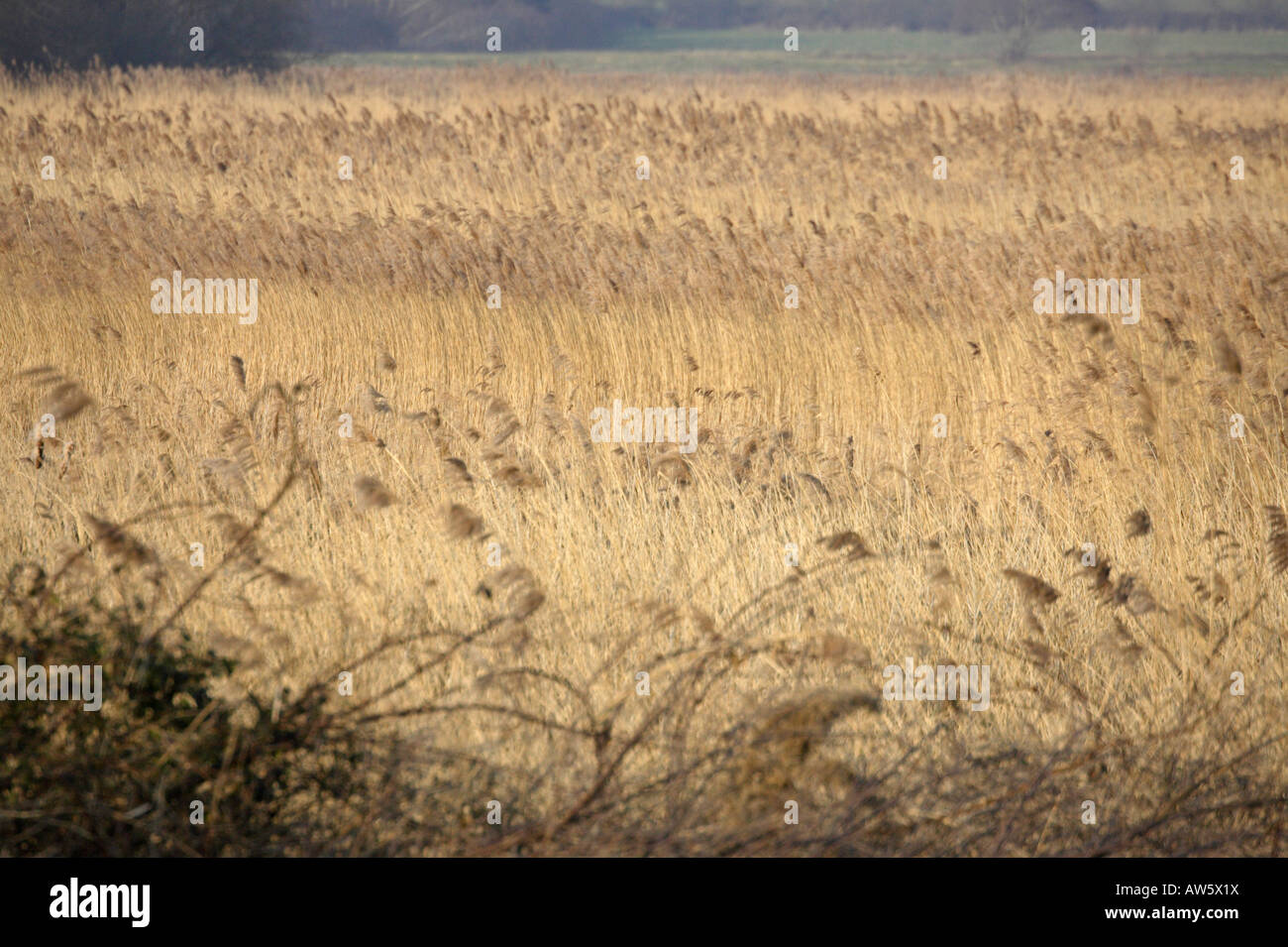 Reed beds hi-res stock photography and images - Alamy