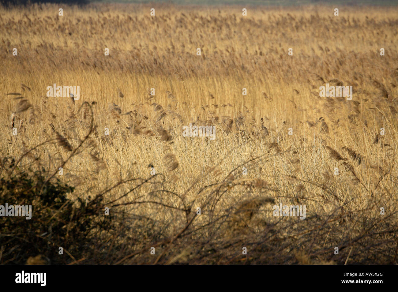 Reed beds hi-res stock photography and images - Alamy