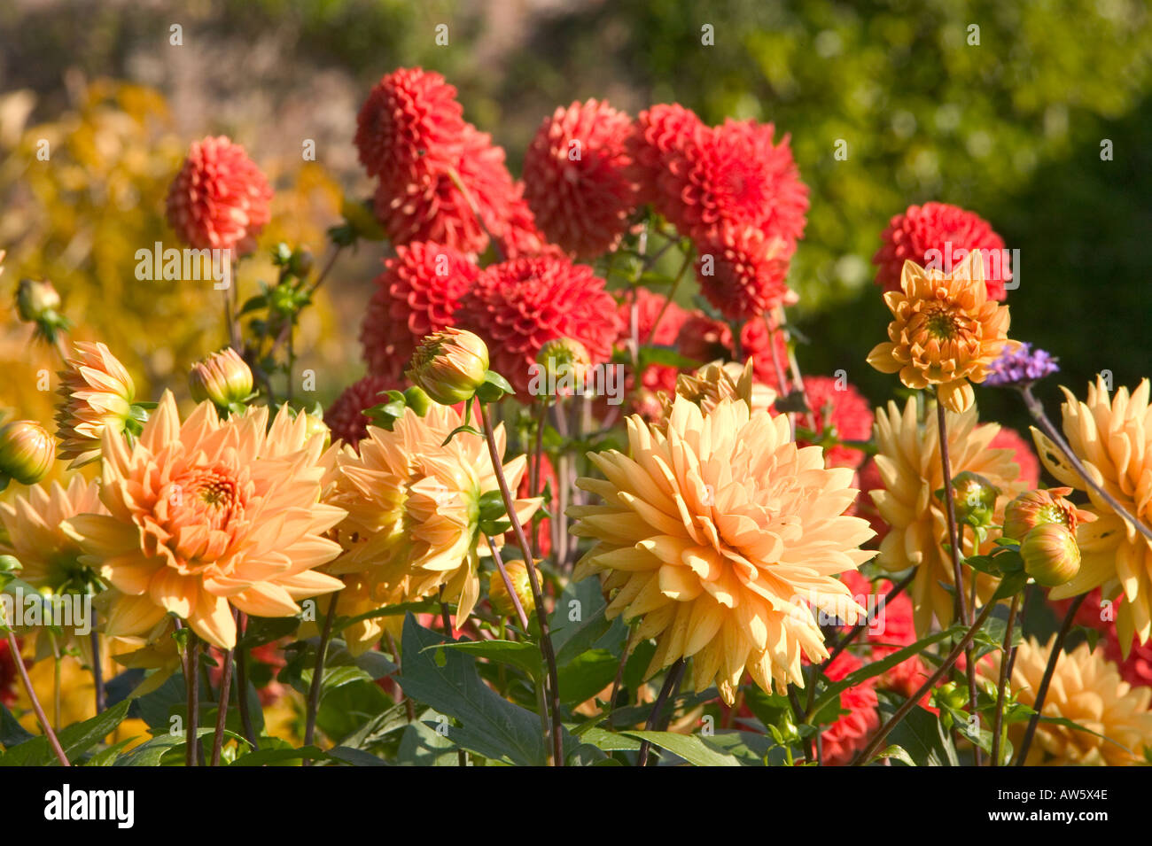 Dahlia flowers at Holehird gardens, Windermere, Lake District, UK Stock ...