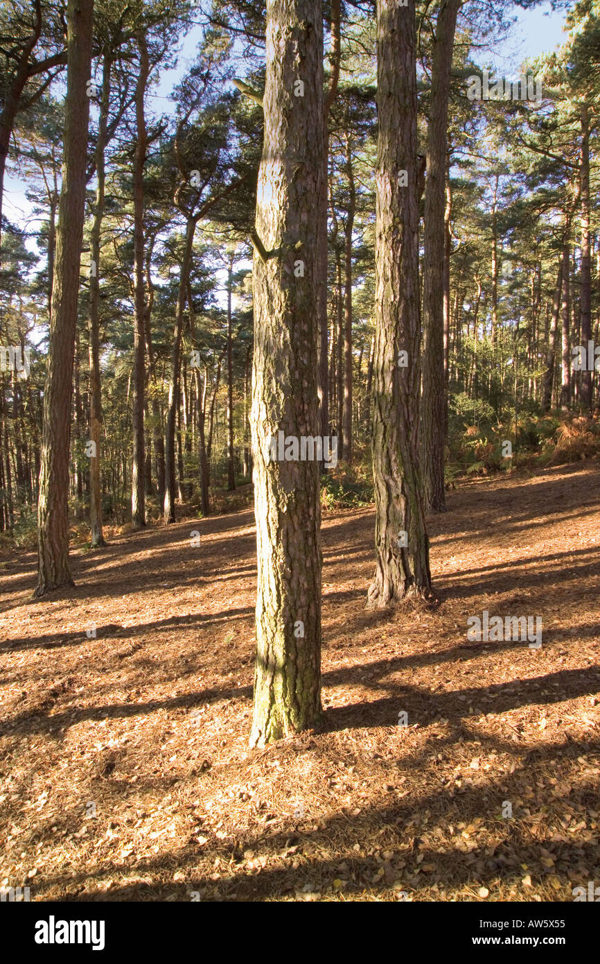 england midlands worcestershire the lickey hills country park south ...
