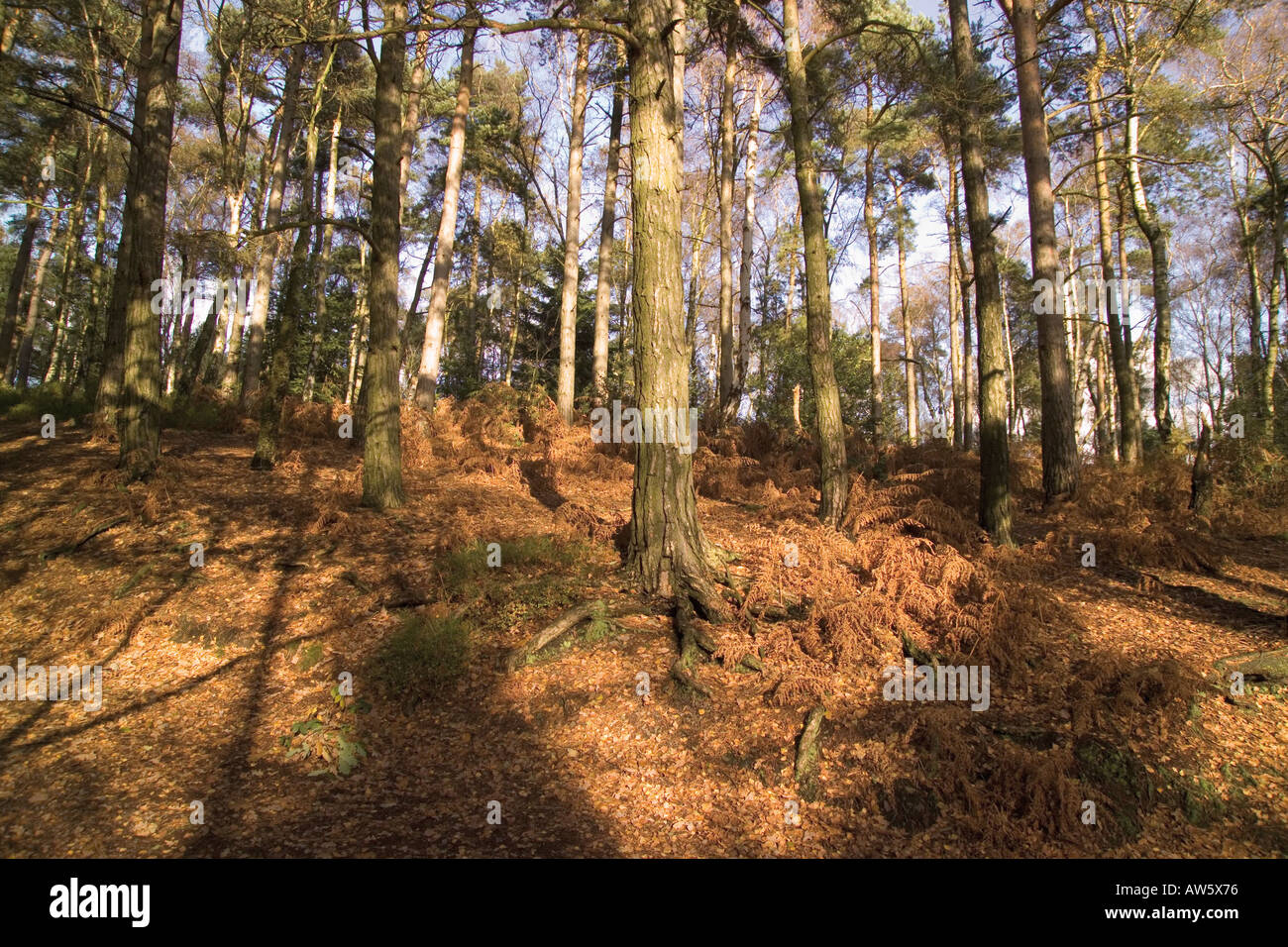 england midlands worcestershire the lickey hills country park south ...