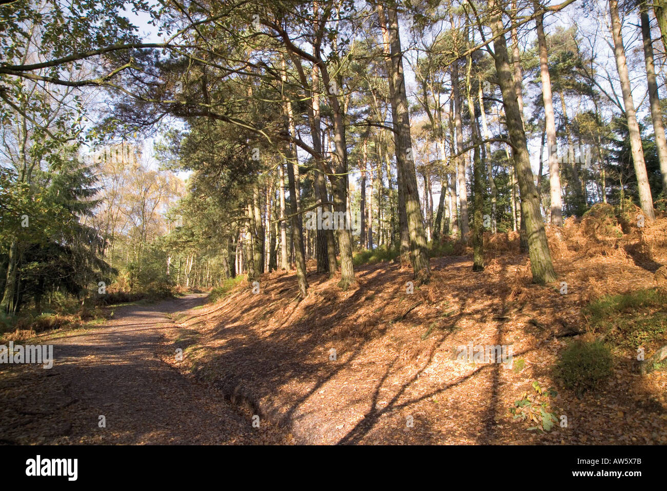 england midlands worcestershire the lickey hills country park south ...