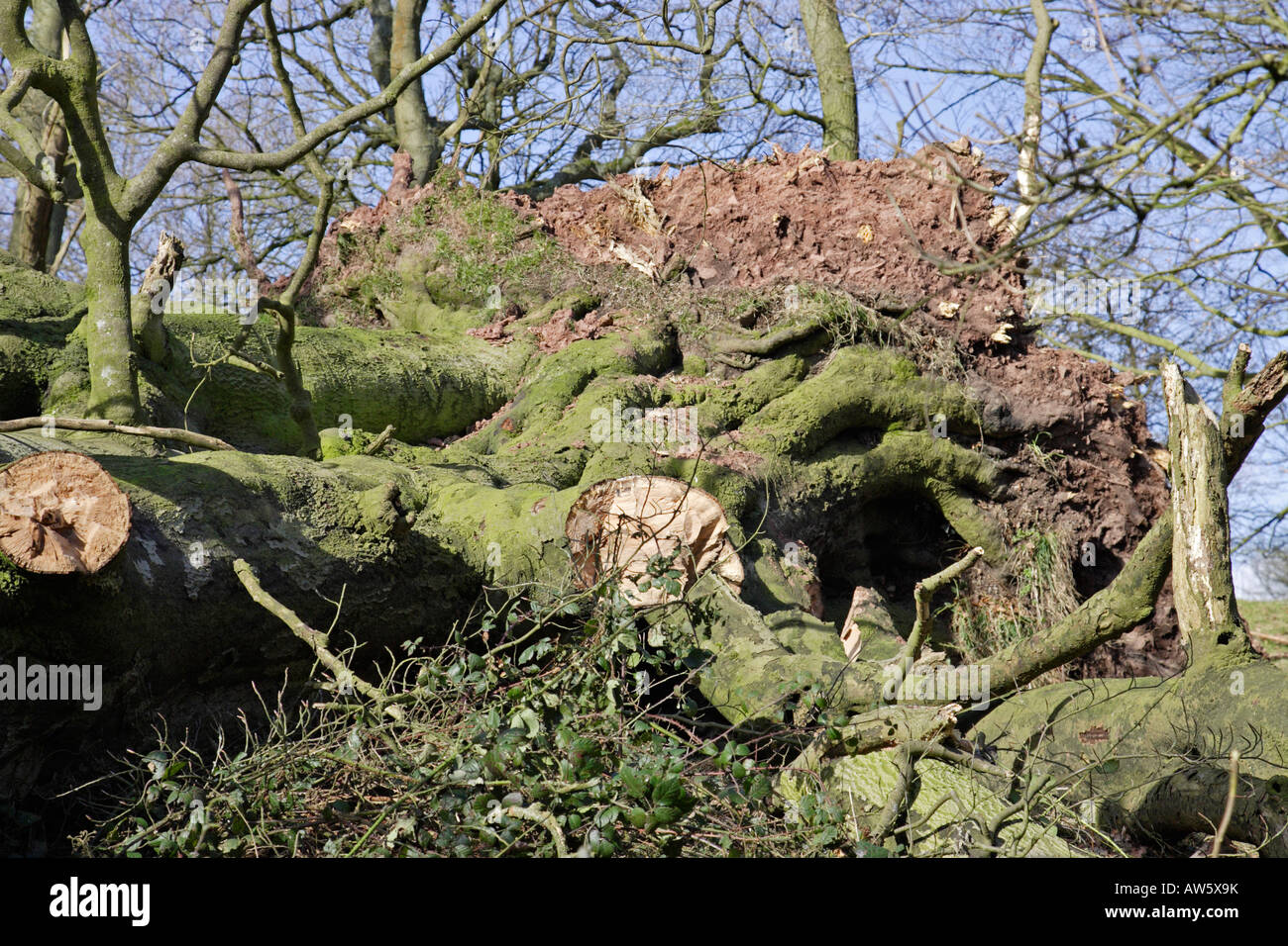 Beech tree damage hi-res stock photography and images - Alamy
