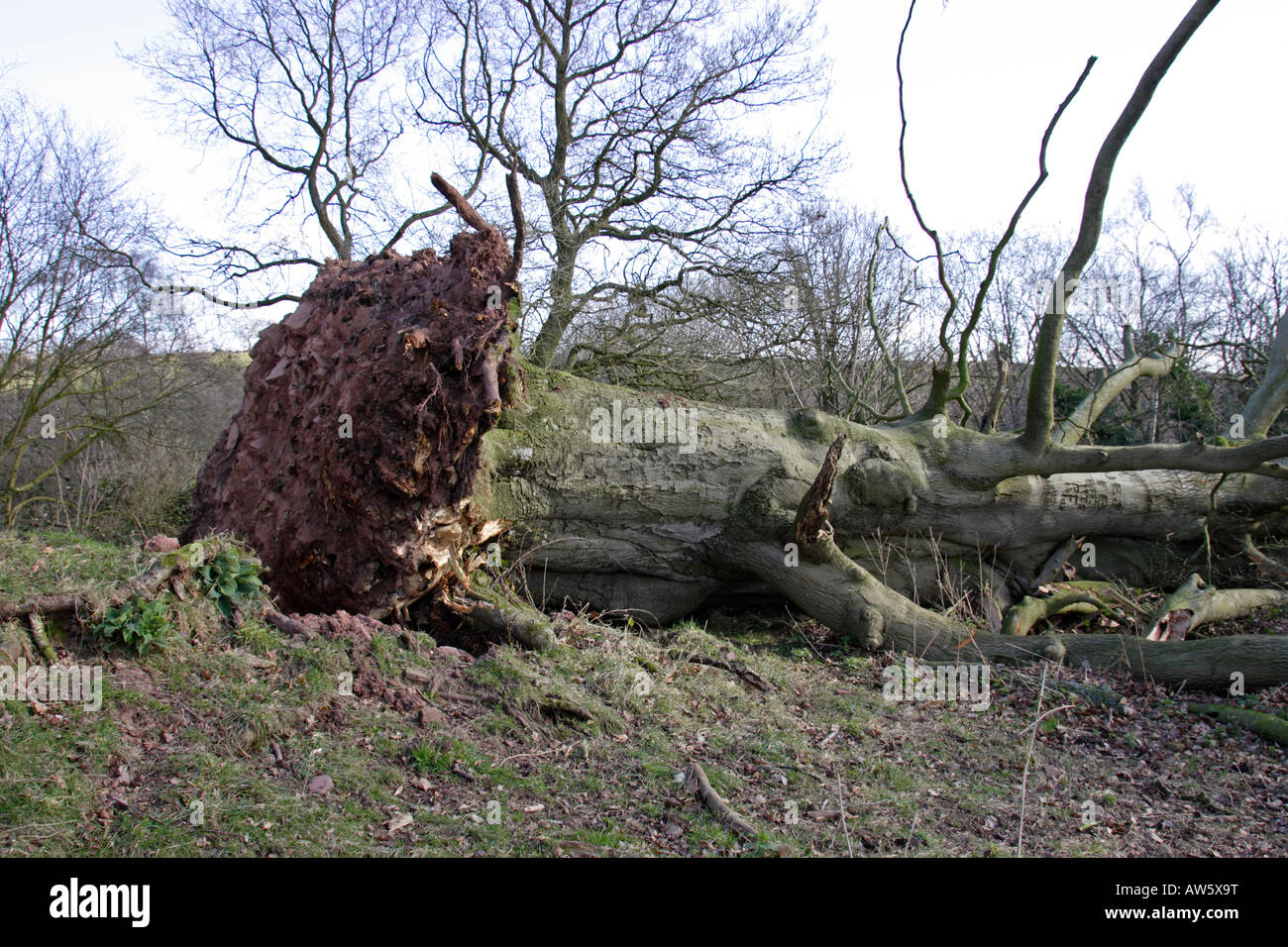Storm tree roots hi-res stock photography and images - Alamy