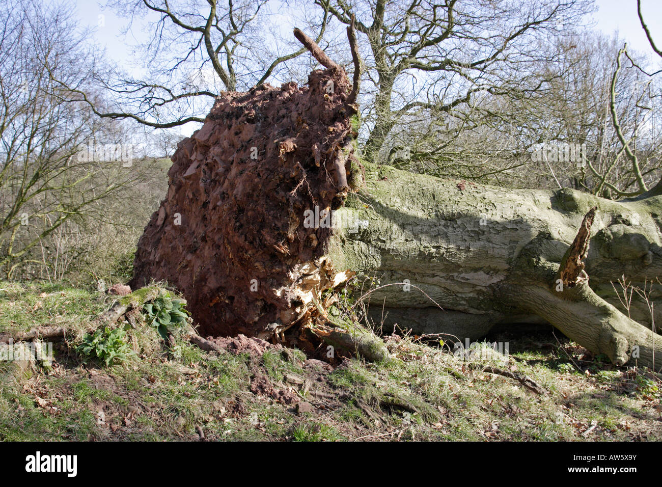 Storm tree roots hi-res stock photography and images - Alamy