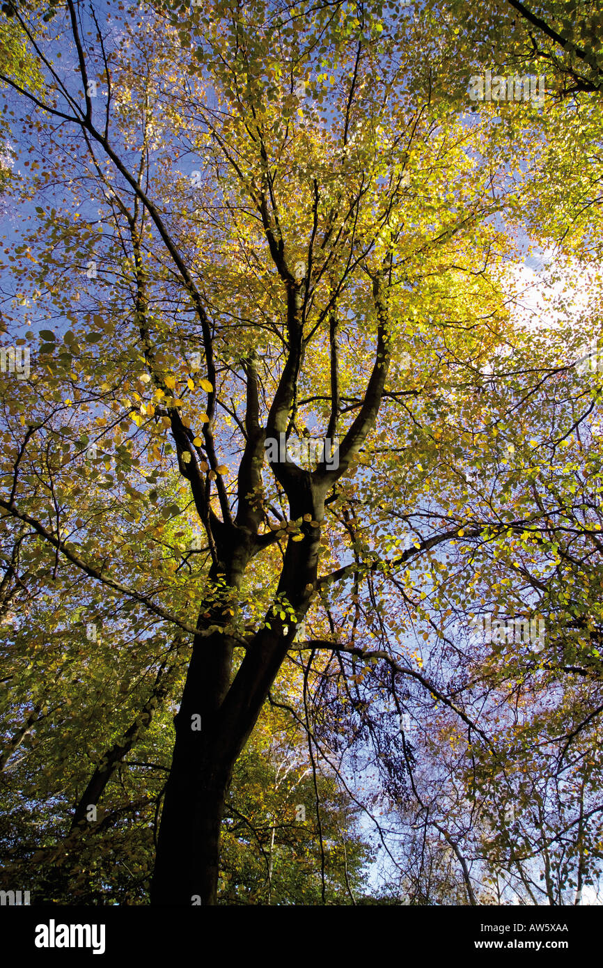 england midlands worcestershire the lickey hills country park south ...