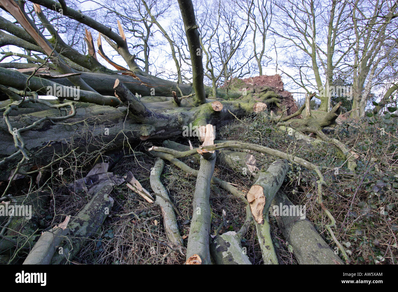Beech Tree felled by a Storm Stock Photo - Alamy