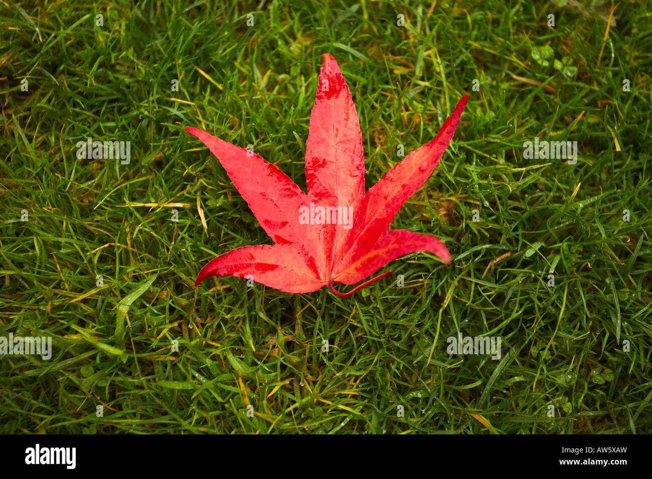 Red leaf on grass Stock Photo - Alamy