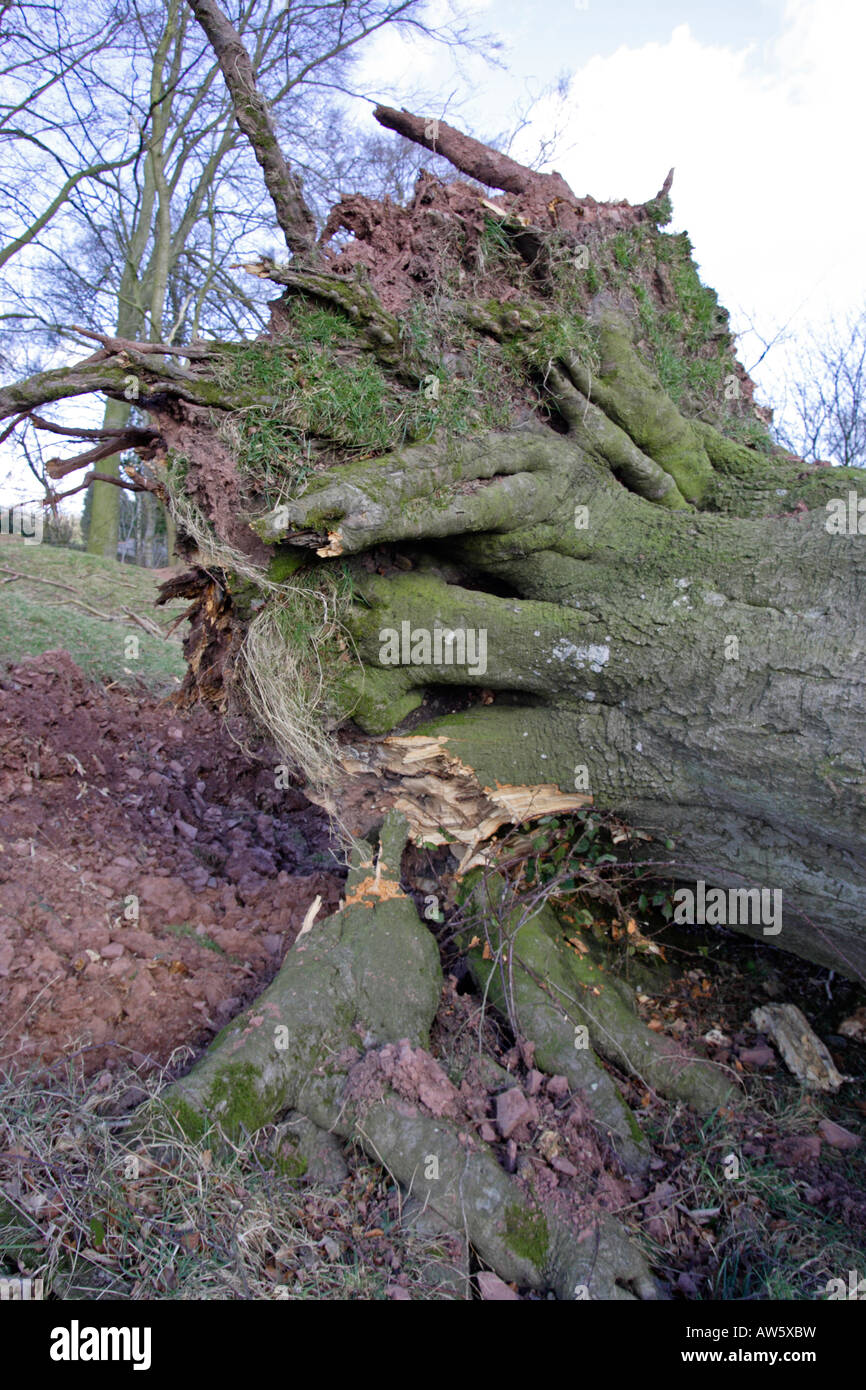 Beech Tree felled by a Storm Stock Photo - Alamy