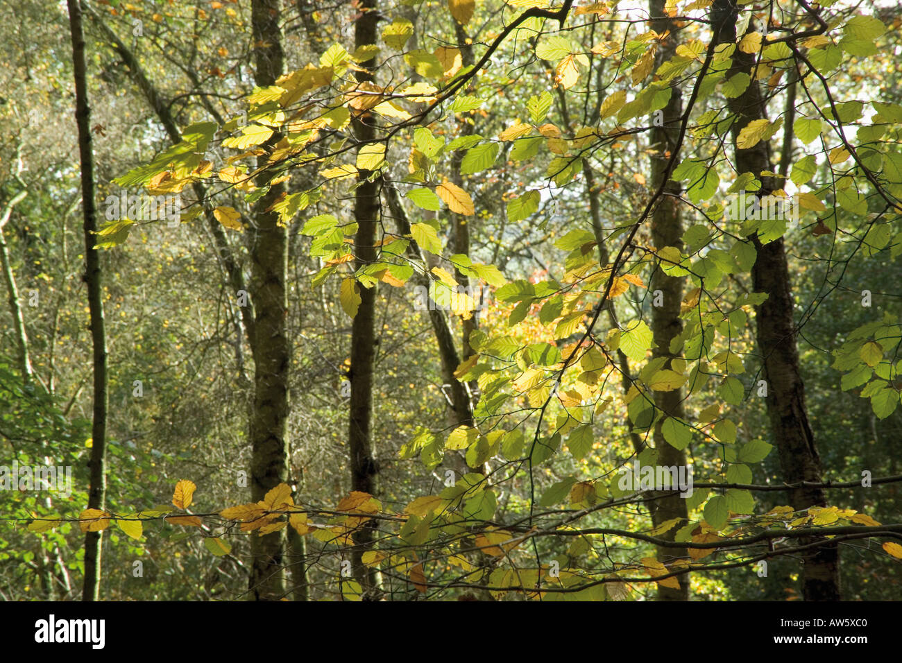 england midlands worcestershire the lickey hills country park south ...