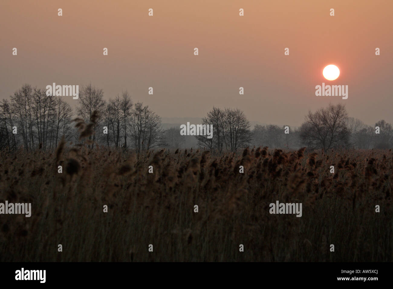 Over reed beds hi-res stock photography and images - Alamy