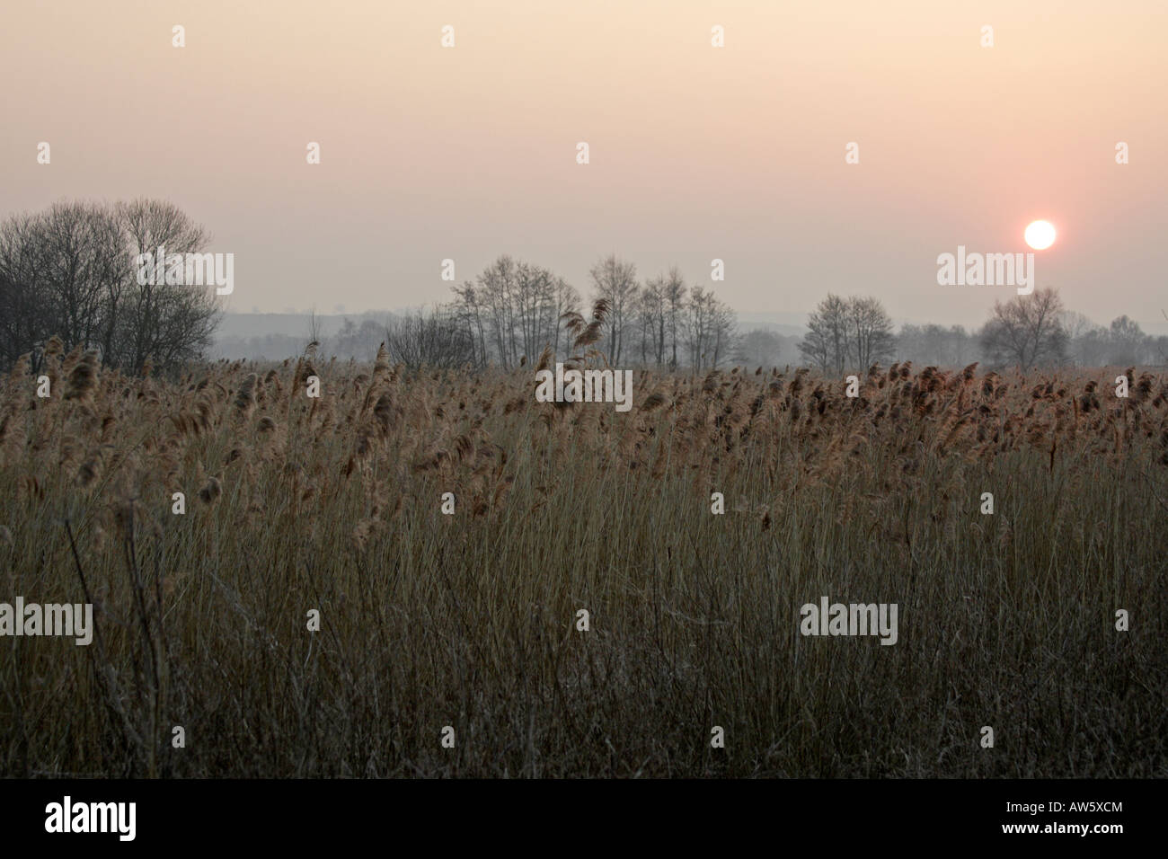 Sunset over Reed beds Somerset Levels Stock Photo - Alamy