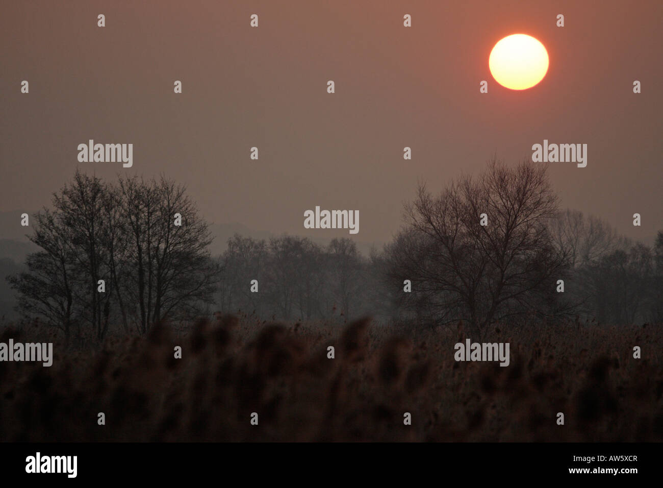 Over reed beds hi-res stock photography and images - Alamy